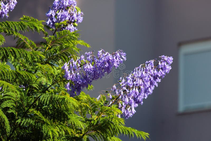 Blue Jacaranda in Blossom, Jacaranda Mimosifolia Flowers Stock Photo ...