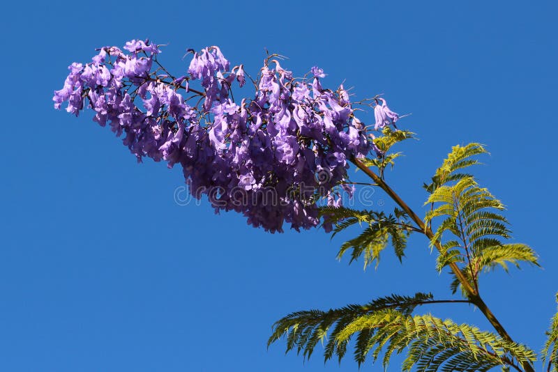 Blue Jacaranda in Blossom, Jacaranda Mimosifolia Flowers Stock Image ...