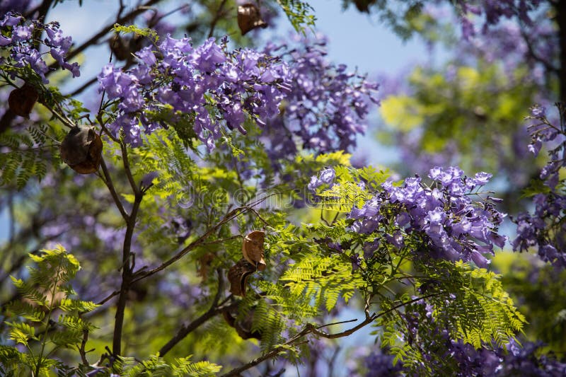 Blue Jacaranda Tree in Bloom, Jacaranda Mimosifolia, Violet Tree in ...
