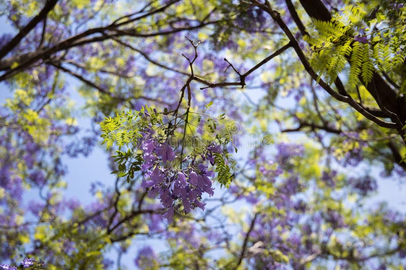 Blue Jacaranda Tree in Bloom, Jacaranda Mimosifolia, Violet Tree in ...