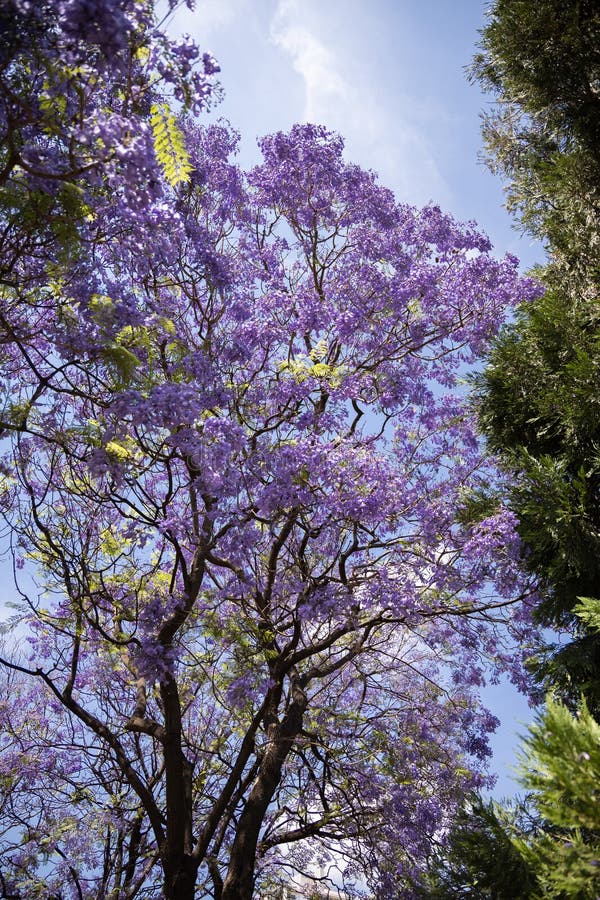 Blue Jacaranda Tree in Bloom, Jacaranda Mimosifolia, Violet Tree in ...