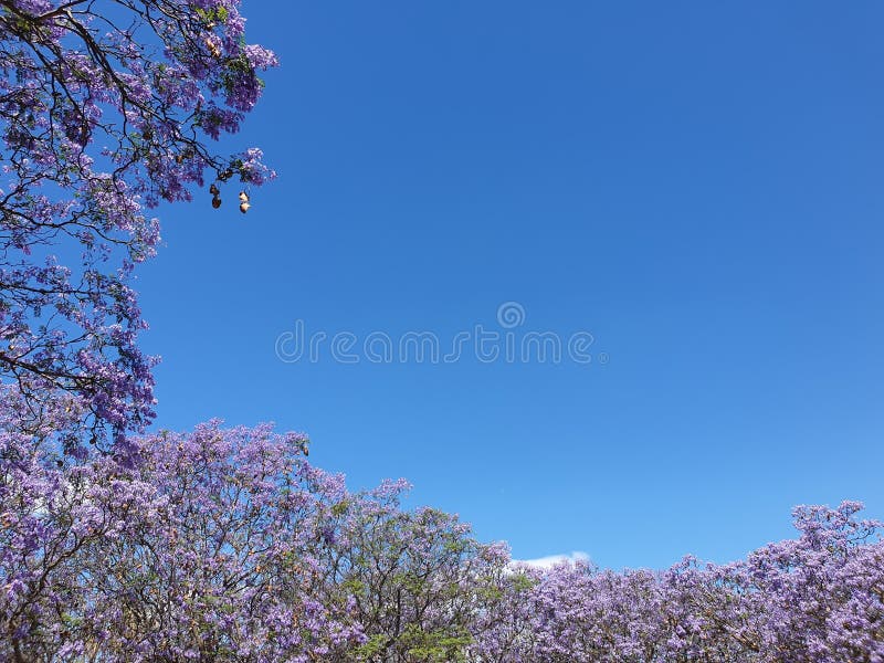 Blue Jacaranda Tree in Bloom, Jacaranda Mimosifolia, Violet Tree in ...