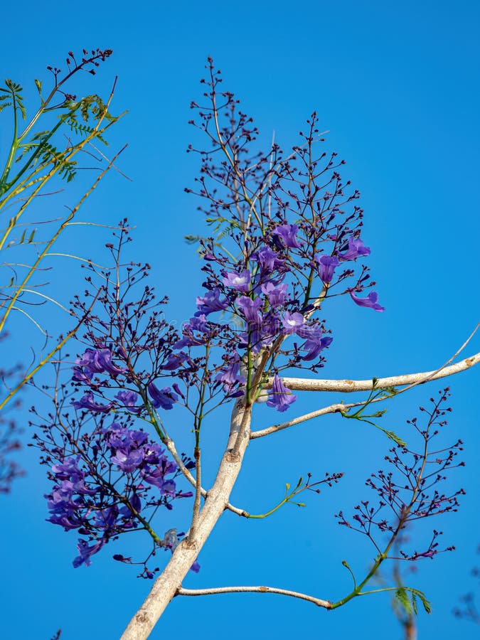 Blue Jacaranda Tree stock photo. Image of blue, dicot - 230701514