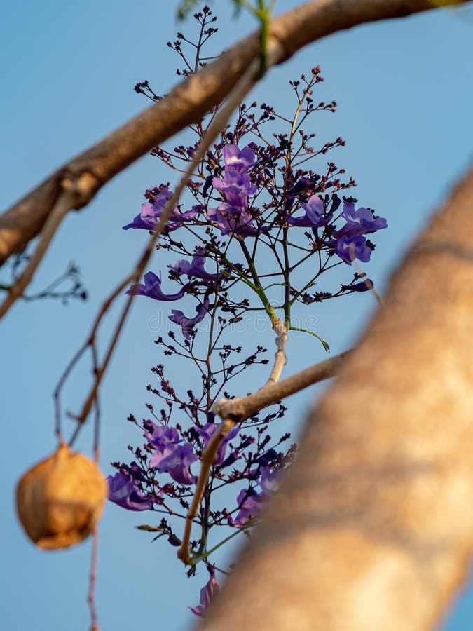Blue Jacaranda Tree stock photo. Image of green, lamiales - 229872758