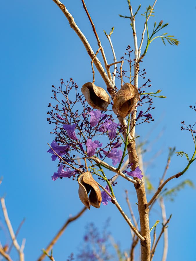 Blue Jacaranda Tree stock photo. Image of blooming, season - 229872762