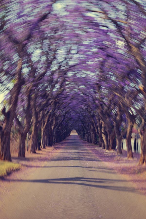 Blue Jacaranda Trees in Bloom with a Zoom Warp Lens Distortion Effect ...