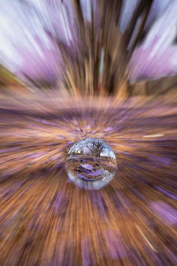 Blue Jacaranda Trees in Bloom with a Zoom Warp Lens Distortion Effect ...