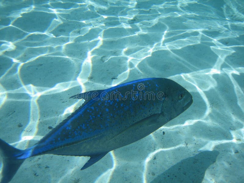 Blue Jack Fish stock image. Image of exotic, submarine - 15944679