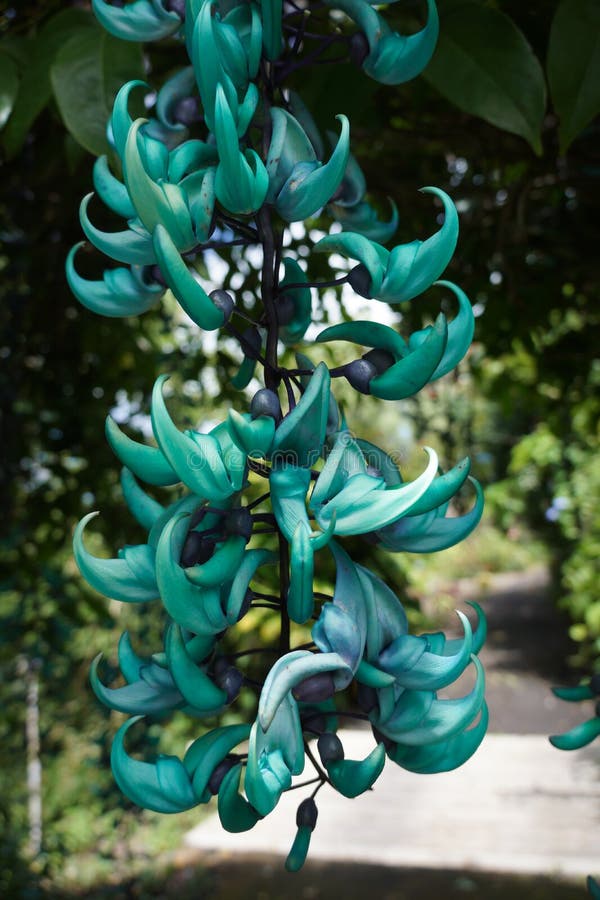 Blue Jade Vine stock image. Image of abstract, bright - 96352661