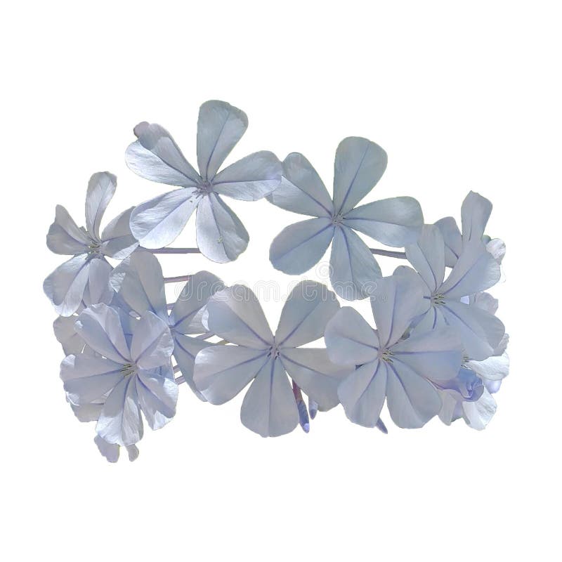 Blue Jasmine Flowers Natural Bouquet Stock Photo - Image of flower ...