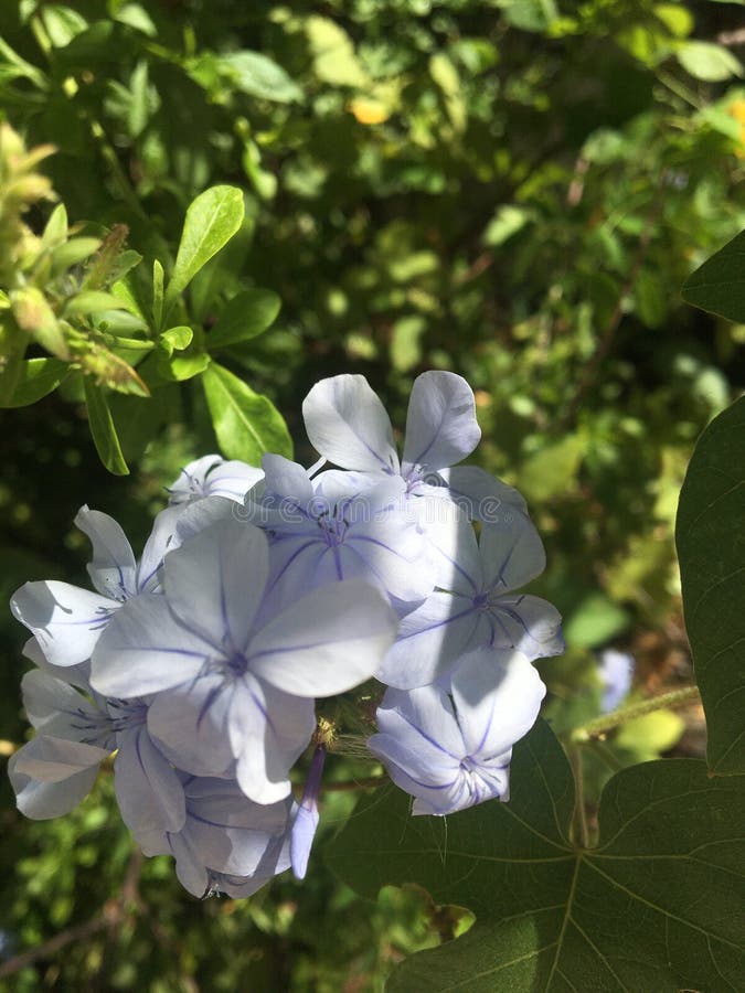 Blue Jasmine Flowers Natural Bouquet Stock Photo - Image of flower ...