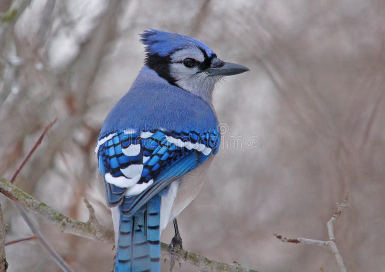 419 Blue Crested Jay Stock Photos - Free & Royalty-Free Stock Photos ...