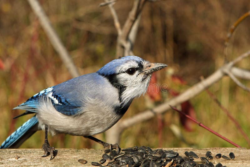 Blue-jay stock image. Image of ornithology, crista, large - 11852155