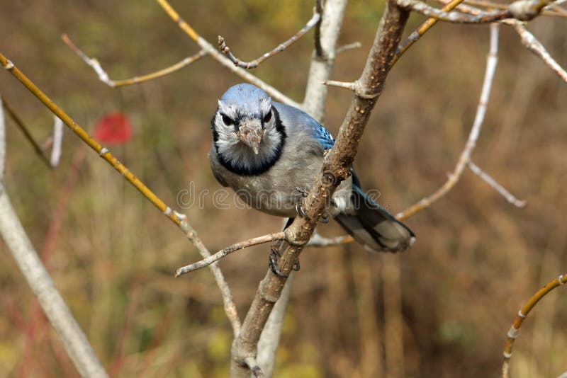 Blue-jay stock image. Image of beak, black, crista, branch - 11852215
