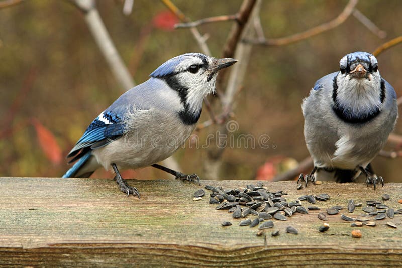 Blue-jay stock photo. Image of feeder, fall, avian, bird - 11852226