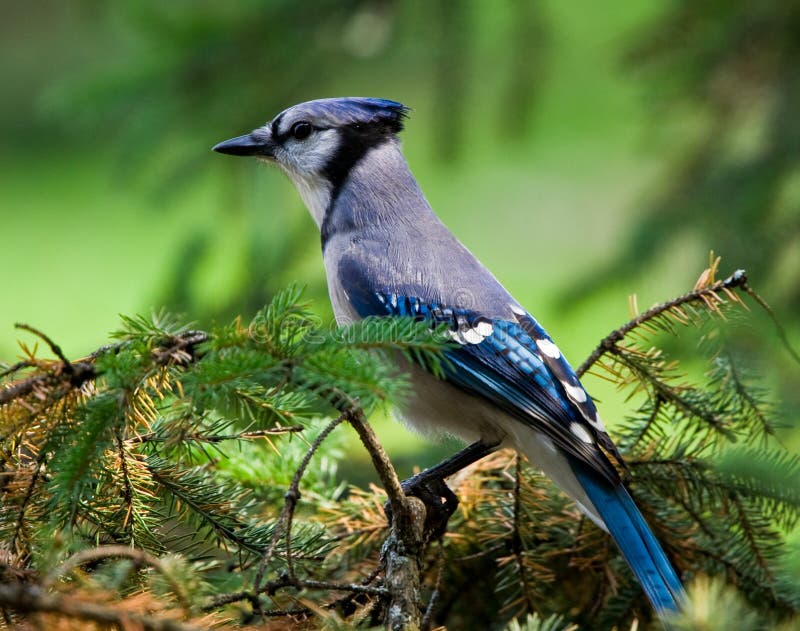 Blue Heron stock photo. Image of taking, flying, wildlife - 171308