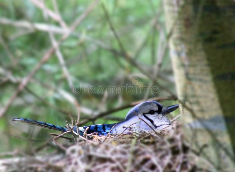 Blue jay stock image. Image of blue, tree, nature, nest - 14320479