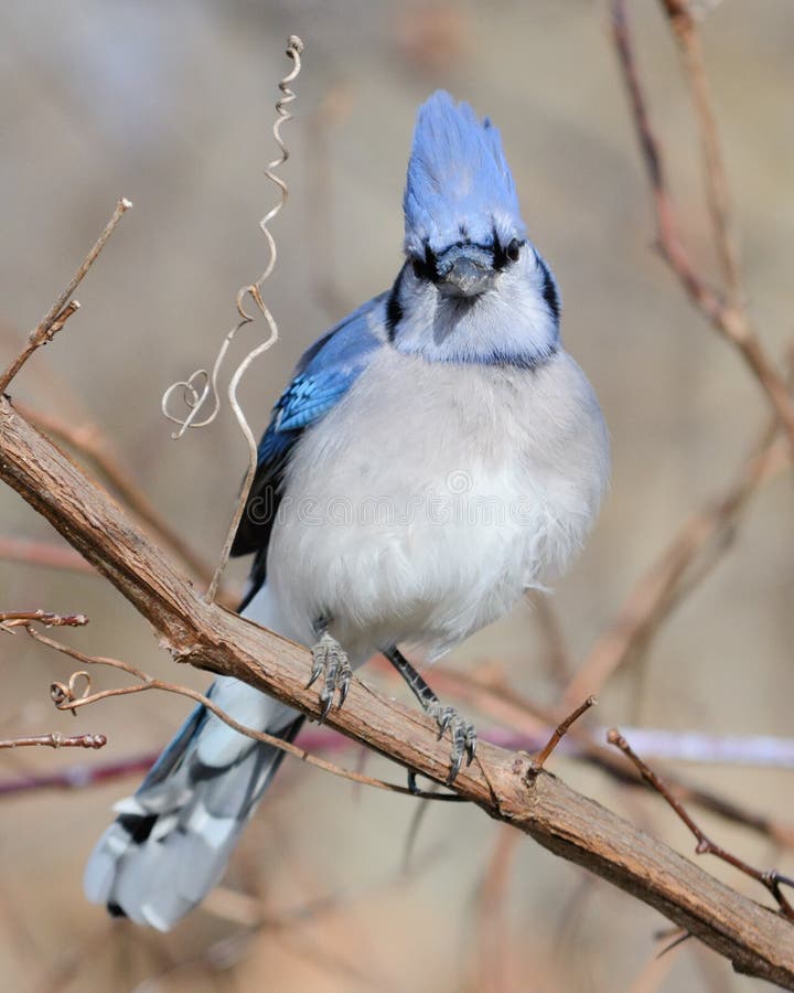 Blue Jay stock image. Image of nature, perched, wildlife - 25623021