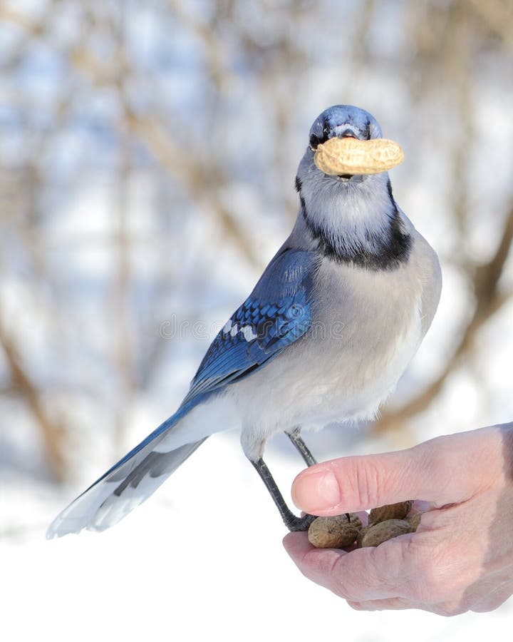 Blue Jay stock image. Image of beak, birding, perched - 17486171