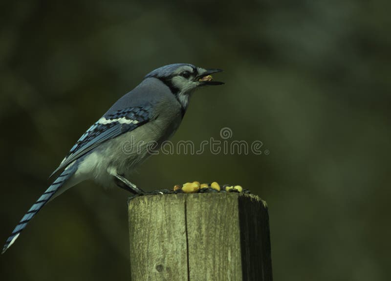 Blue Jay Perched among the Bird Food Stock Image - Image of songbird ...
