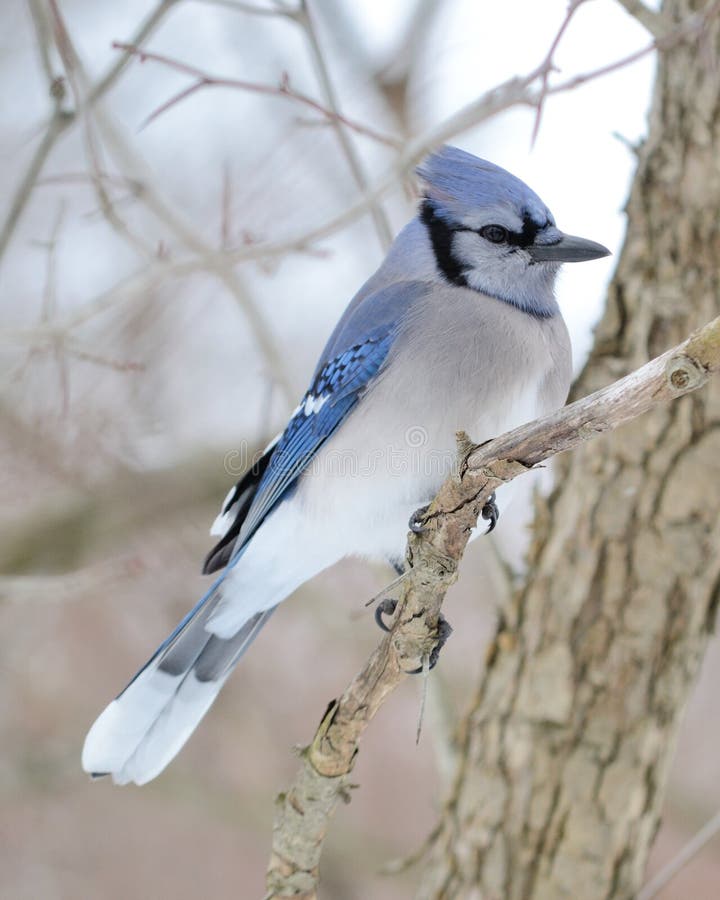 Blue jay stock photo. Image of tree, nature, wildlife - 17552296