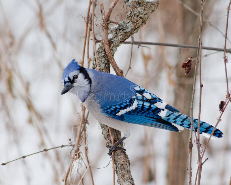 Blue Jay stock image. Image of bird, blue, avian, outdoor - 17631129
