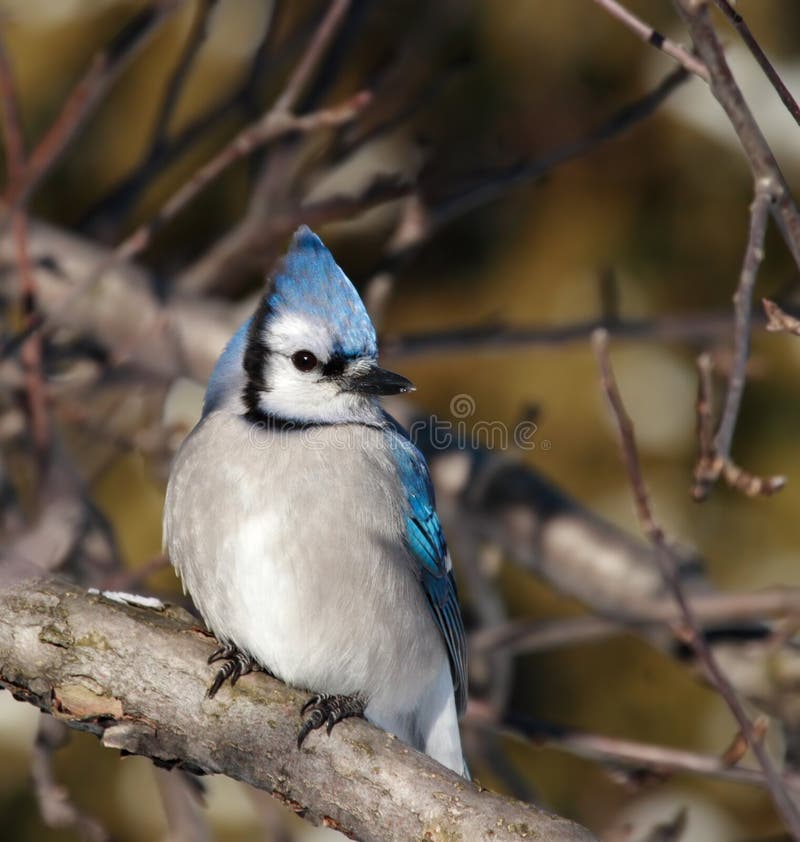 Blue Jay stock photo. Image of beautiful, crested, nature - 1834792