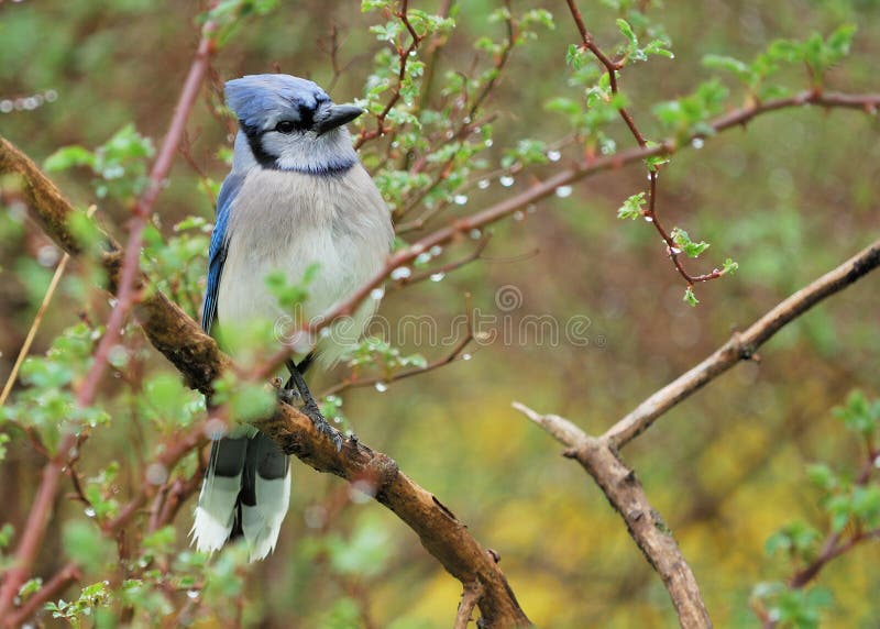 Angry Blue Jay stock image. Image of angry, branch, perched - 32905199