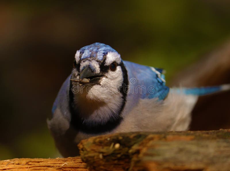 Blue Jay Couple Stock Photos - Free & Royalty-Free Stock Photos from ...