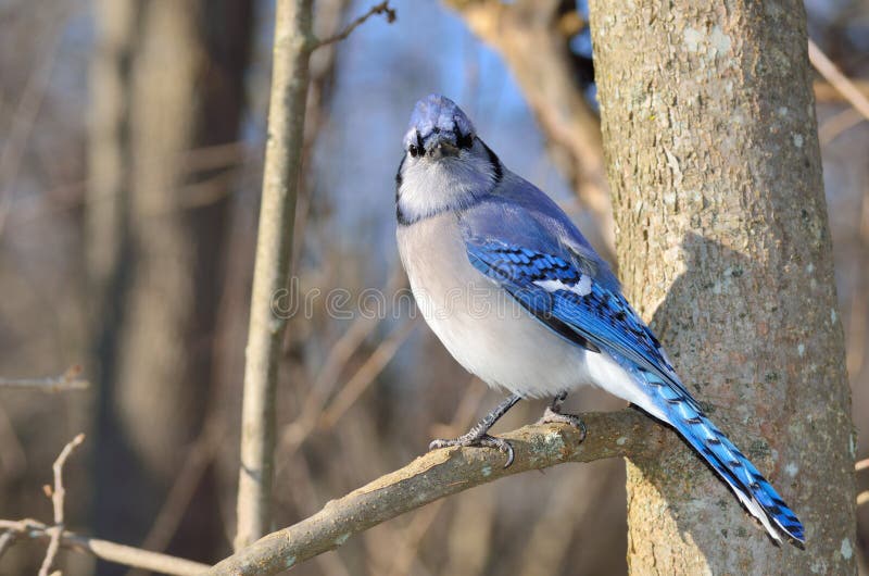 Angry Blue Jay stock image. Image of angry, branch, perched - 32905199