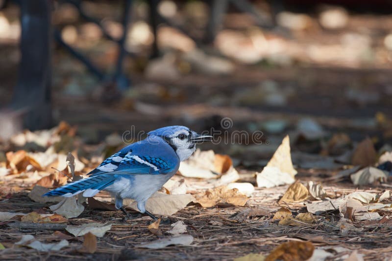 Angry Blue Jay stock image. Image of angry, branch, perched - 32905199