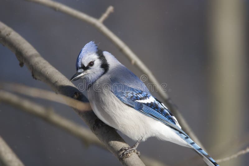 Blue Jay stock image. Image of forest, avian, profile - 3739857