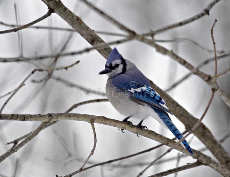 Blue Jay stock photo. Image of wildlife, focus, outdoors - 4316888