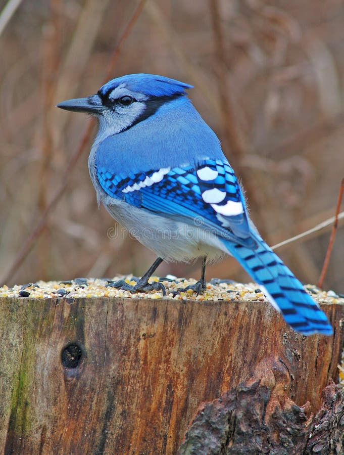 Blue Jay stock photo. Image of bluejay, wildlife, brilliant - 7592336