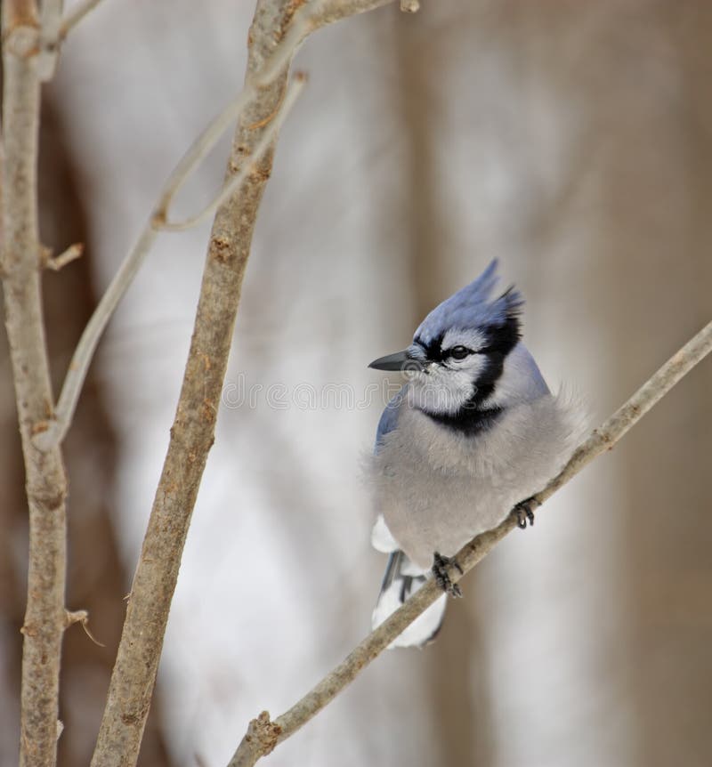 Blue Jay Picture. Image: 7975427