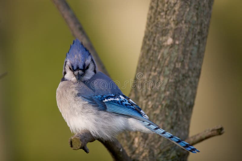 Angry Blue Jay stock image. Image of angry, branch, perched - 32905199