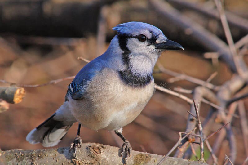 Blue Jay stock photo. Image of bluejay, wildlife, brilliant - 7592336