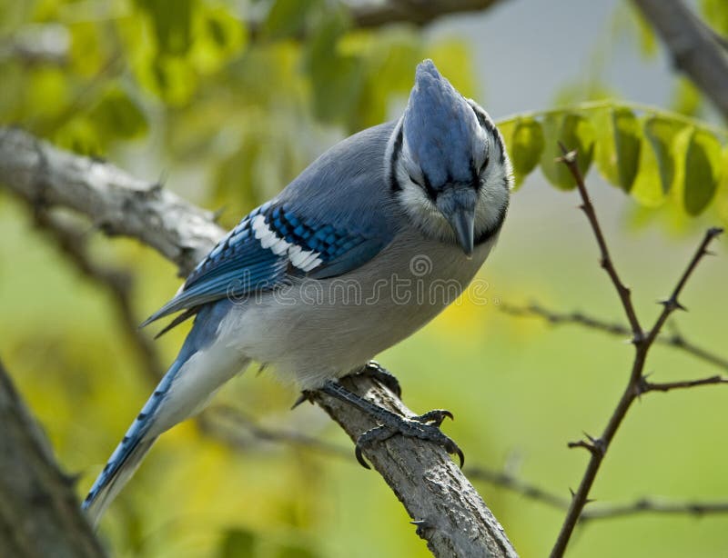 Blue Jay stock image. Image of colour, tree, bird, feathers - 26781441
