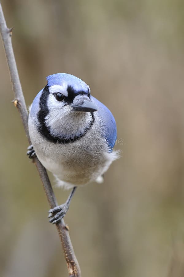 Blue Jay in the Snow stock image. Image of claw, nest, nature - 181005