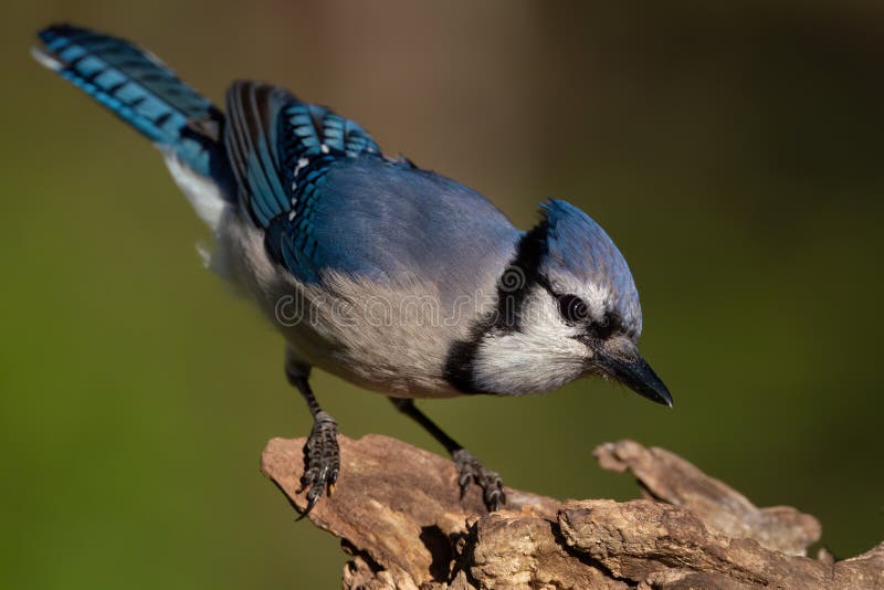 Blue Jay stock image. Image of cyanocitta, cristata - 274025517