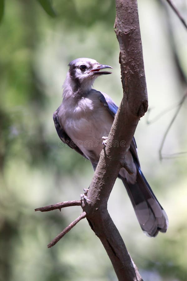 Blue Jay bird stock image. Image of wings, nature, wildlife - 20337011