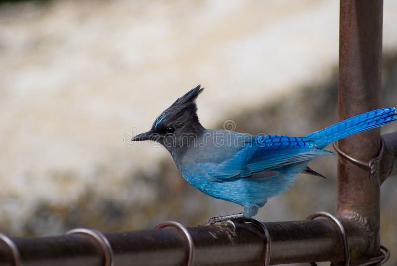 Blue Jay Bird stock image. Image of nature, yosemite, beautiful - 5012871