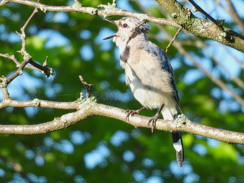 Blue Jay Bird Beak Open Perched on Tree Branch Stock Photo - Image of ...
