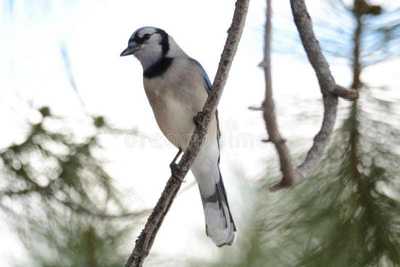 Blue jay bird on branch stock photo. Image of watching - 219158150