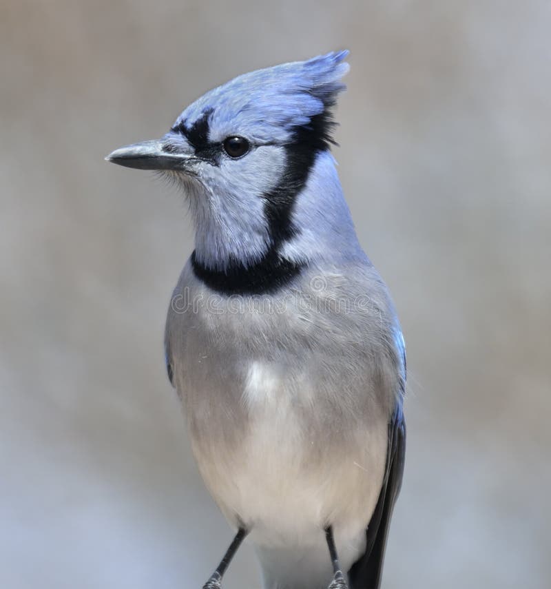 Blue Jay Bird stock photo. Image of feather, blue, nature - 30608472
