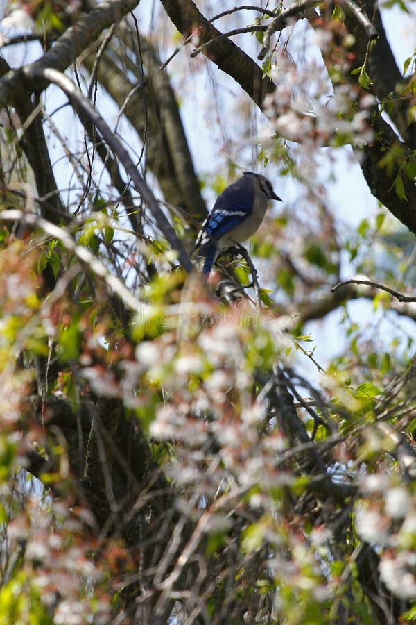 Blue Jay Sitting in a Tree in Spring Stock Image - Image of north, beak ...