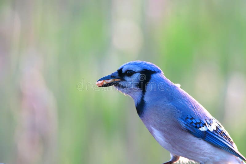 Blue Jay with the Bird Feed Stock Photo - Image of mating, forest ...