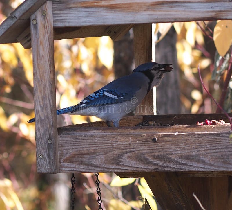 Blue Jay on Bird Feeder stock photo. Image of wildlife - 45669746