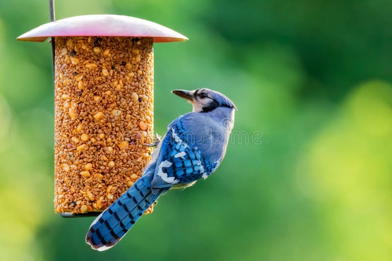 Blue Jay by a Bird Feeder stock photo. Image of feeder - 188163682