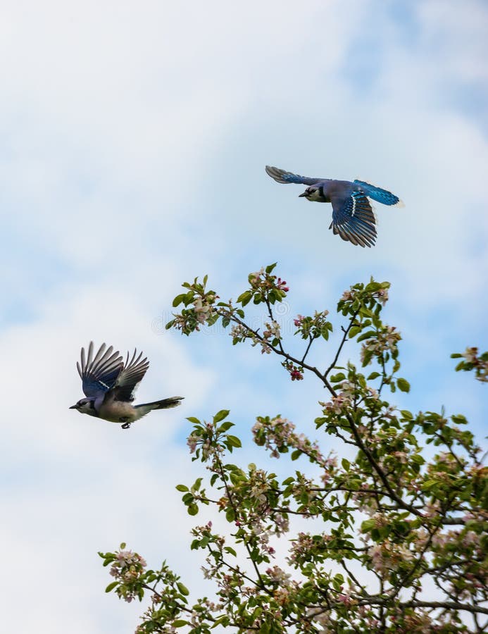Blue Jay Bird in flight stock image. Image of growth - 92500367